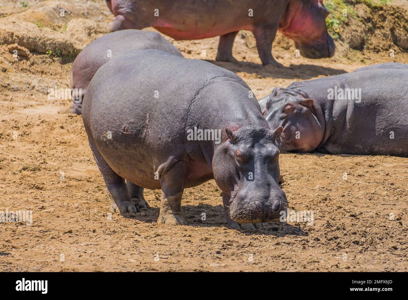Hippopotamus portrait amphibius hippo hi-res stock photography and ...