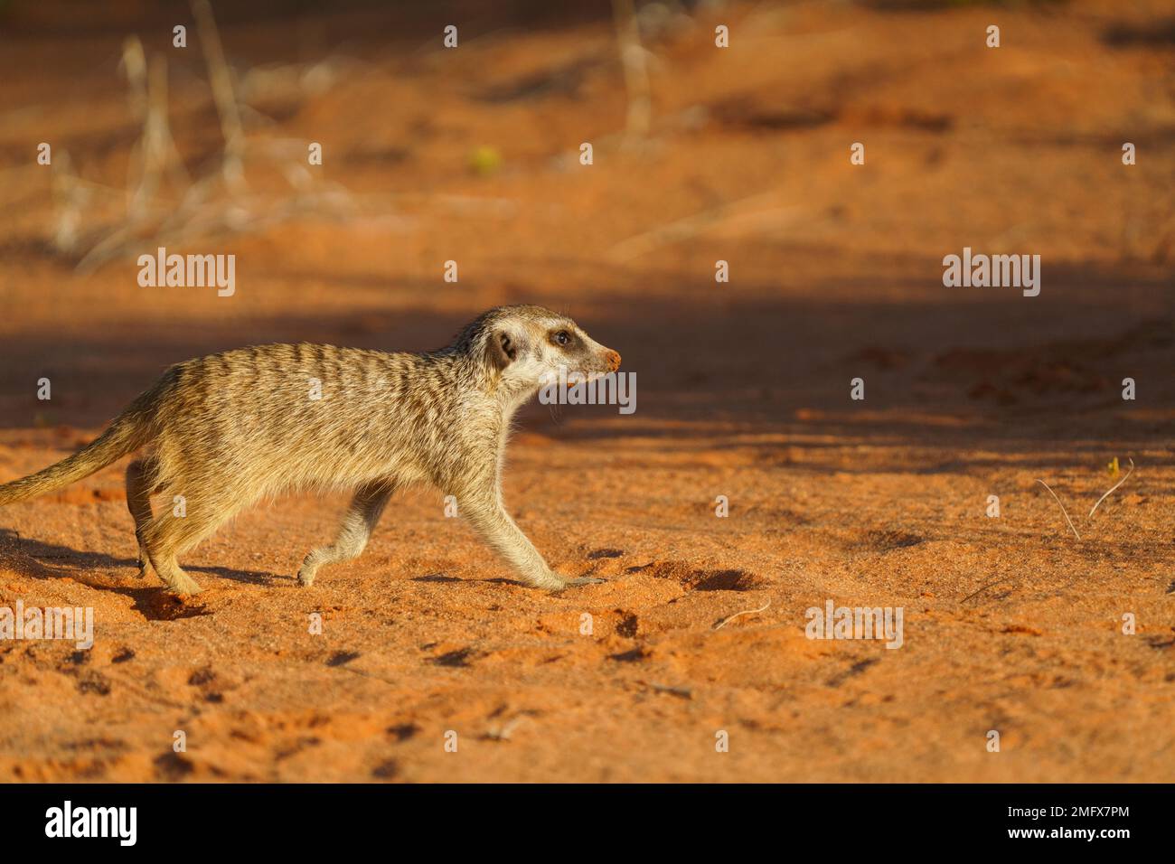 Meerkat baby (Suricata suricatta) crossing from left to right the ...