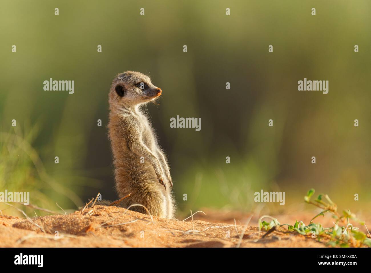 Meerkat baby (Suricata suricatta) sits upright looking to the horizon ...