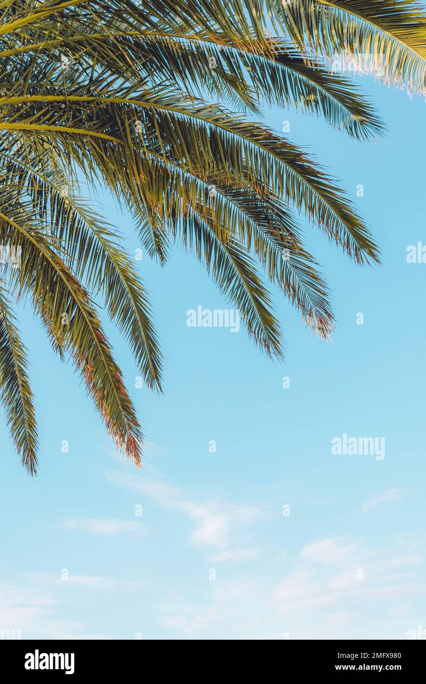 Vintage jungle scene tropical hi-res stock photography and images - Alamy