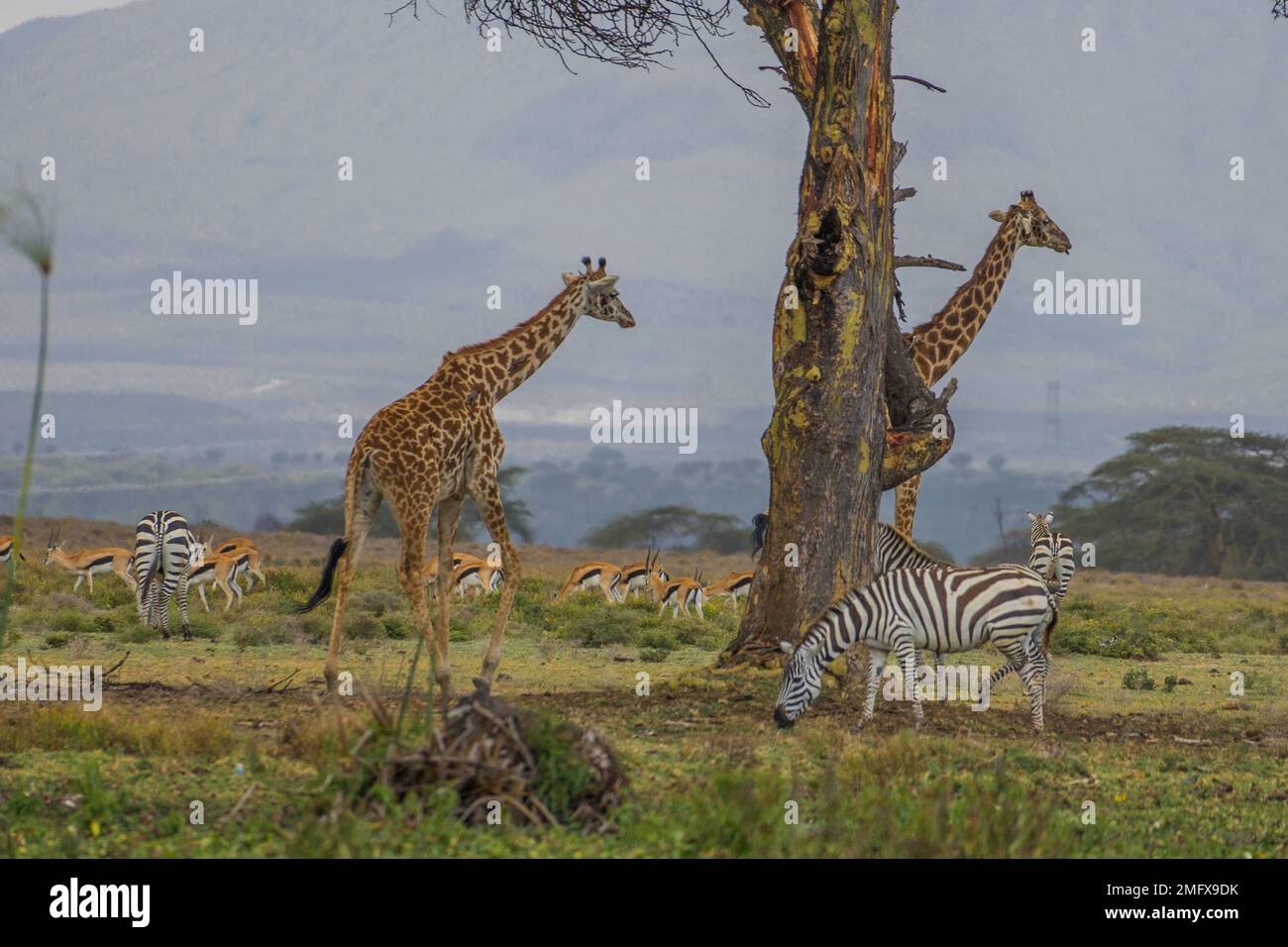African savannah giraffes hi-res stock photography and images - Alamy