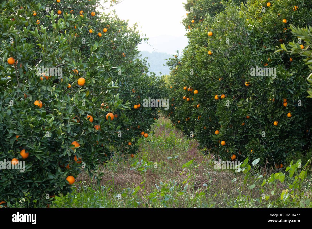 Orange garden with a rich harvest of oranges Stock Photo - Alamy