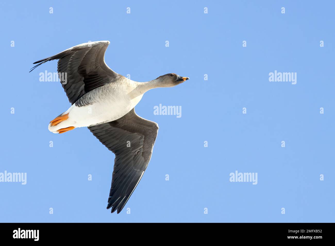 Bean goose flight hi-res stock photography and images - Alamy