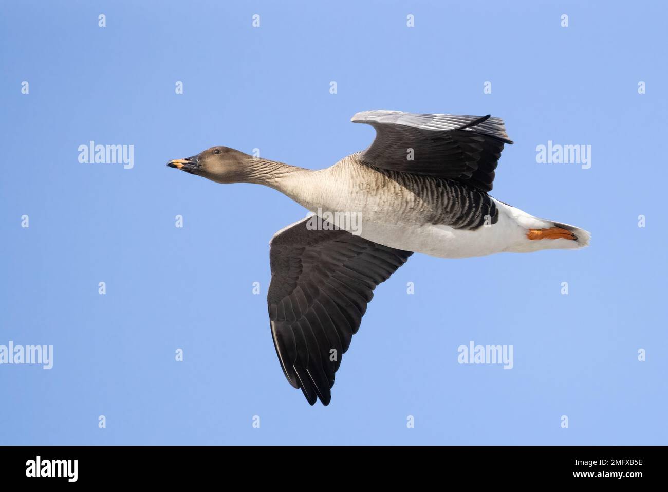 Bean goose hi-res stock photography and images - Alamy