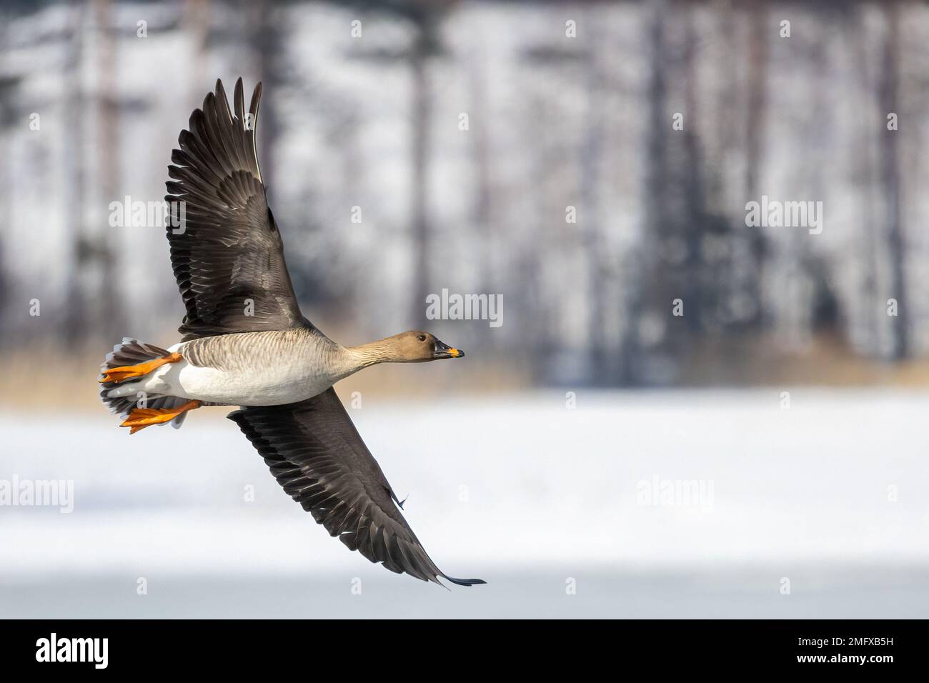 Bean goose flight hi-res stock photography and images - Alamy