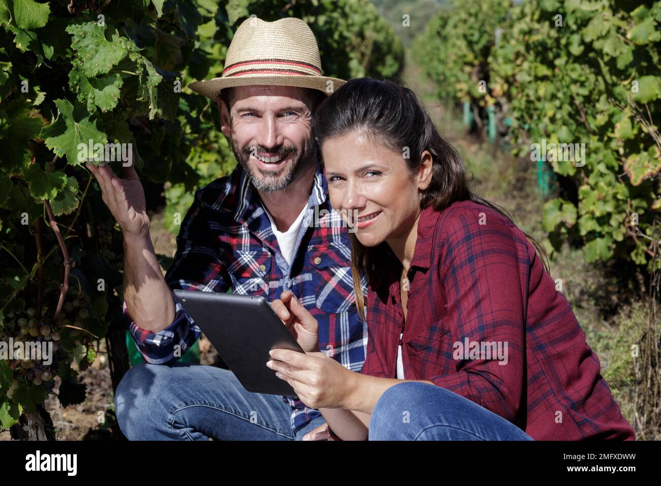 winemarkers in vine rows checking grapes quality Stock Photo - Alamy