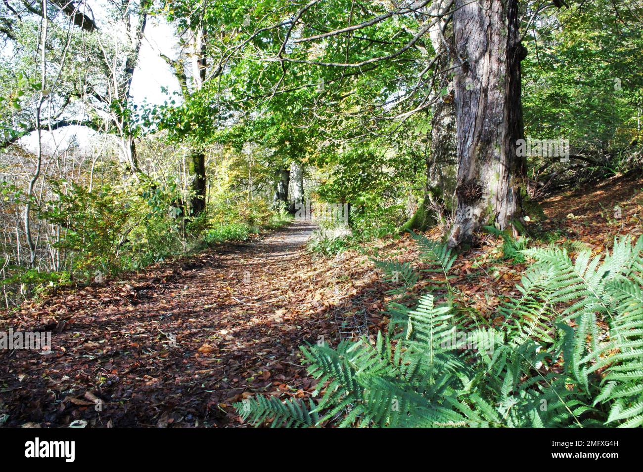 Craigengillan scotland hi-res stock photography and images - Alamy