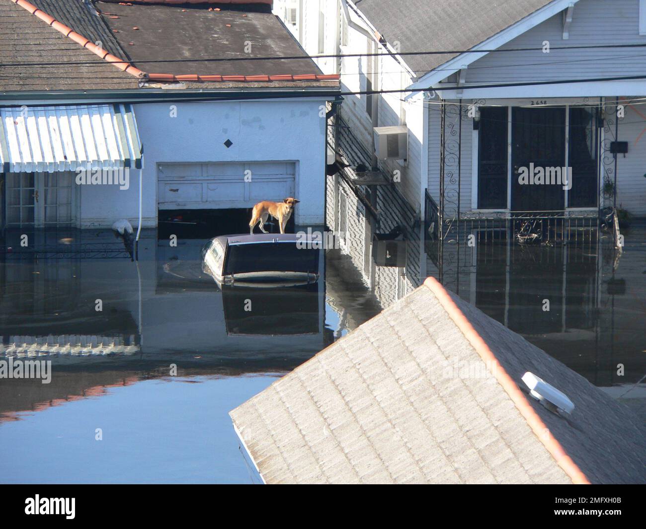 Aftermath - Flooding - Miscellaneous - 26-HK-36-249. dog on car near ...