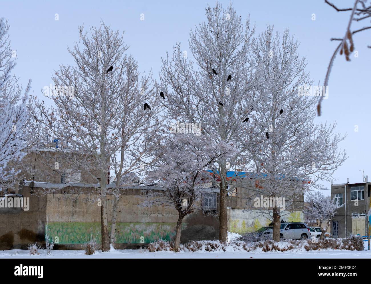 Covered fruit snow trees hi-res stock photography and images - Alamy