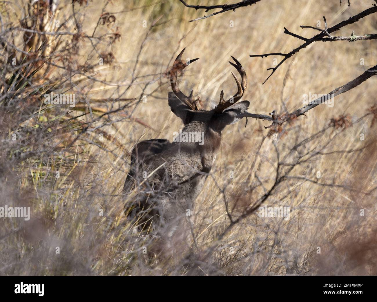Couse Whitetail Deer Buck in the Chiricahua Mountains Arizona Stock ...