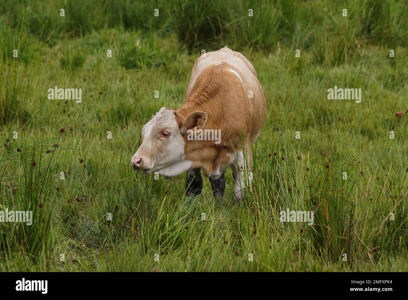 Side view of a cow hi-res stock photography and images - Alamy