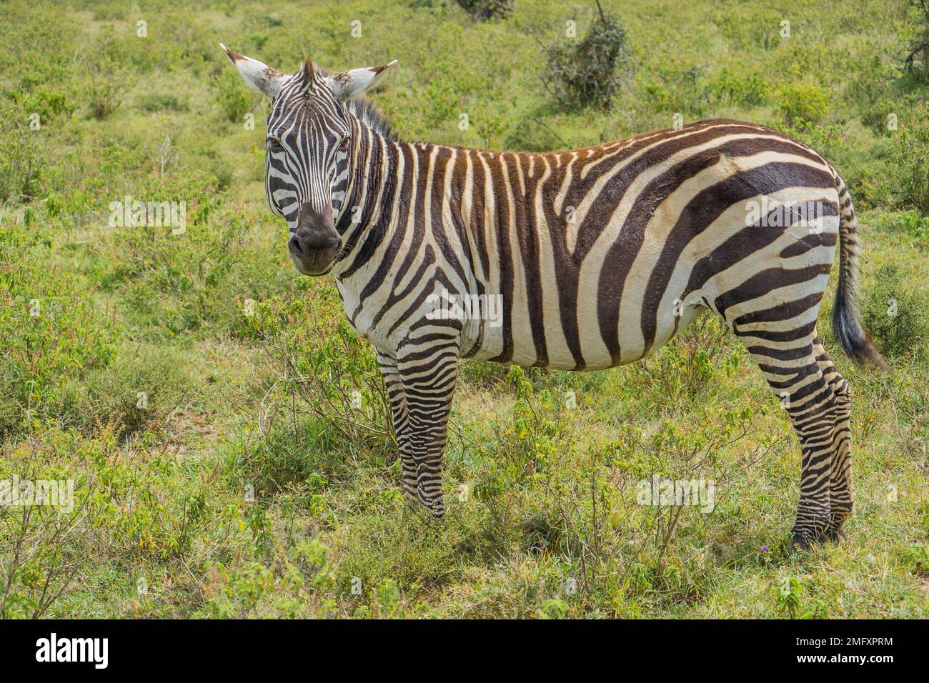 African zebra art hi-res stock photography and images - Alamy