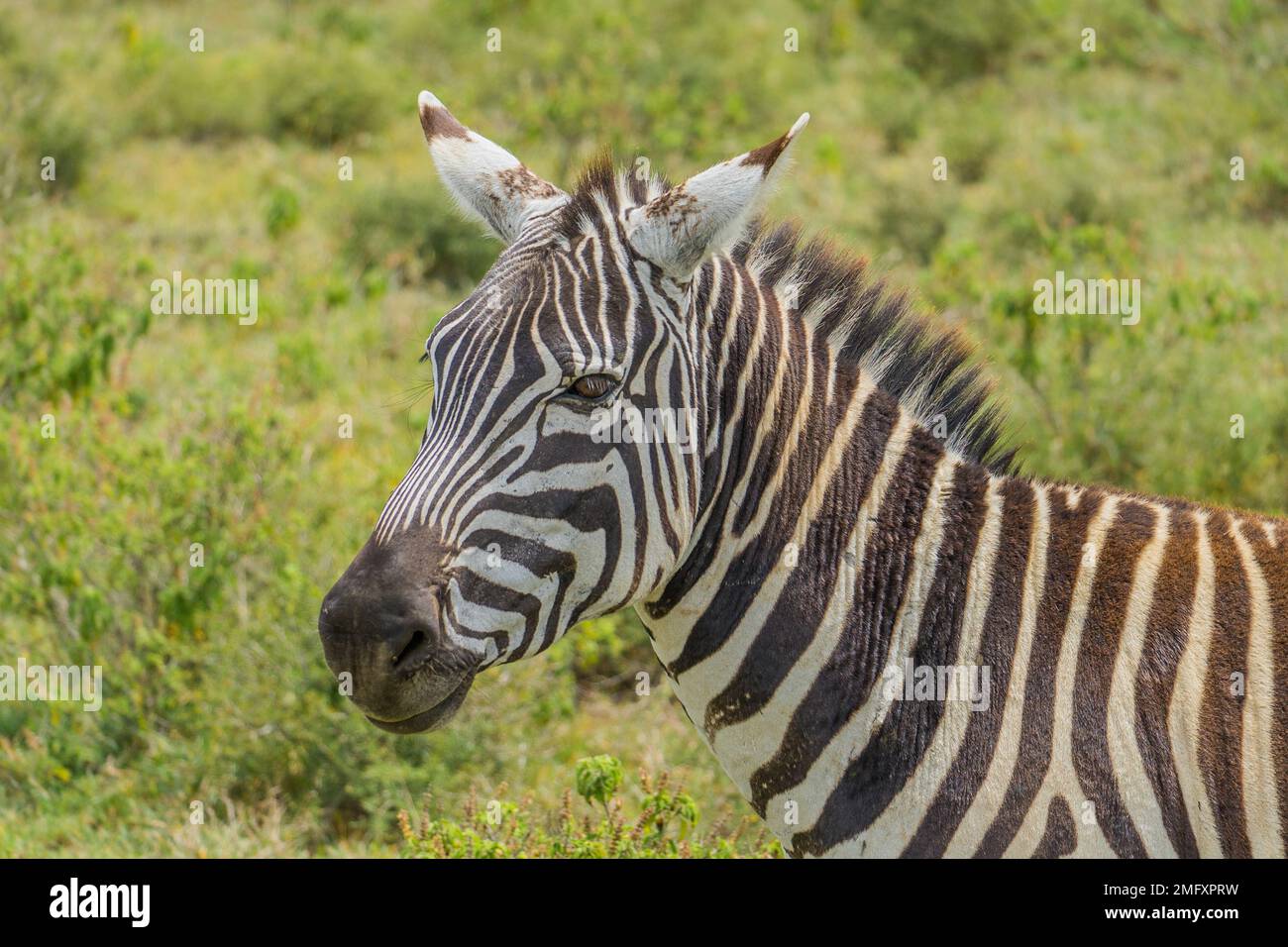 Wild african zebra Stock Photo - Alamy