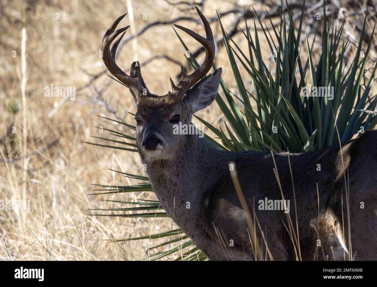 Couse Whitetail Deer Buck in the Chiricahua Mountains Arizona Stock ...