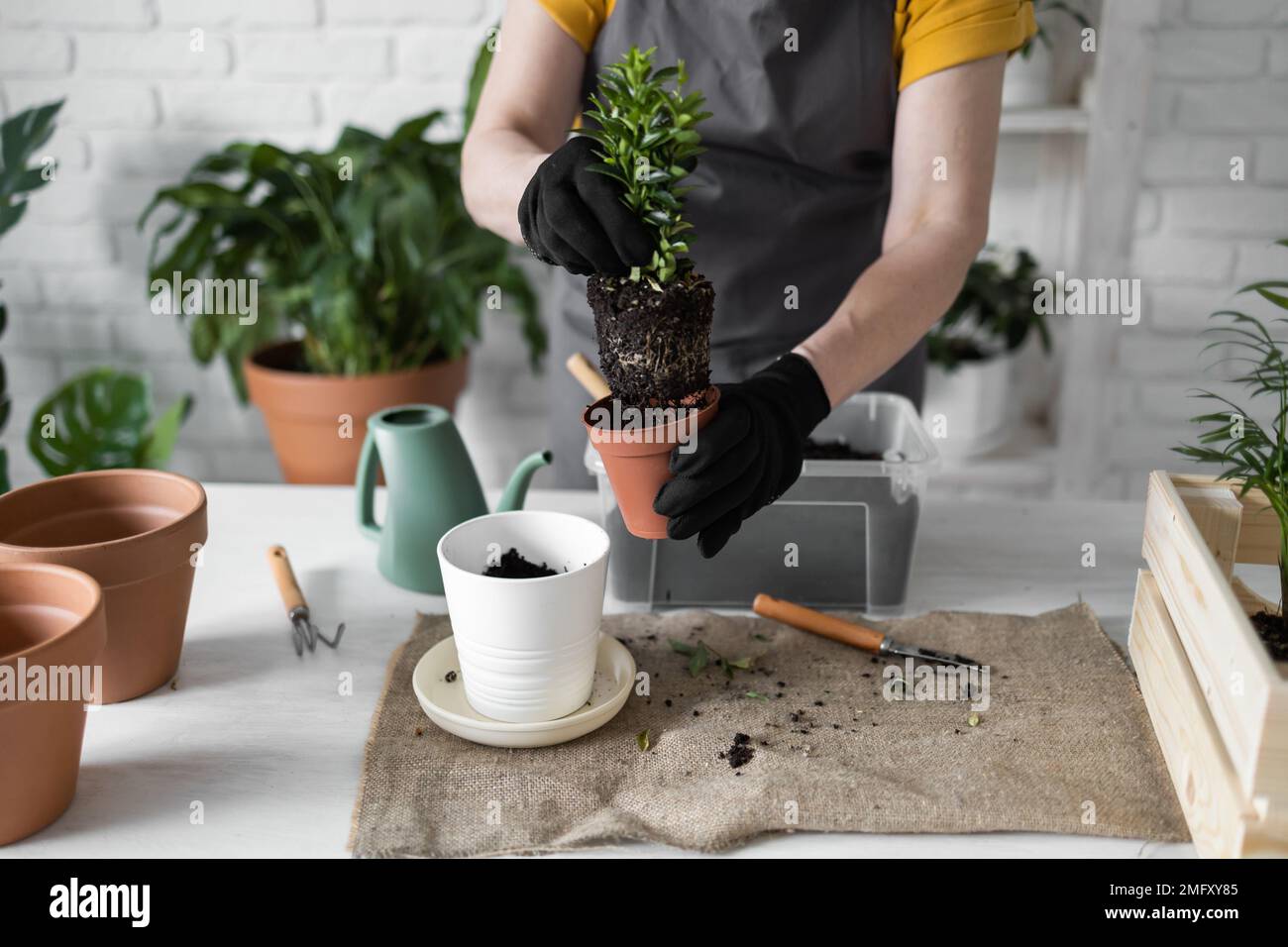 Close-up spring houseplant care, repotting houseplants. Waking up ...