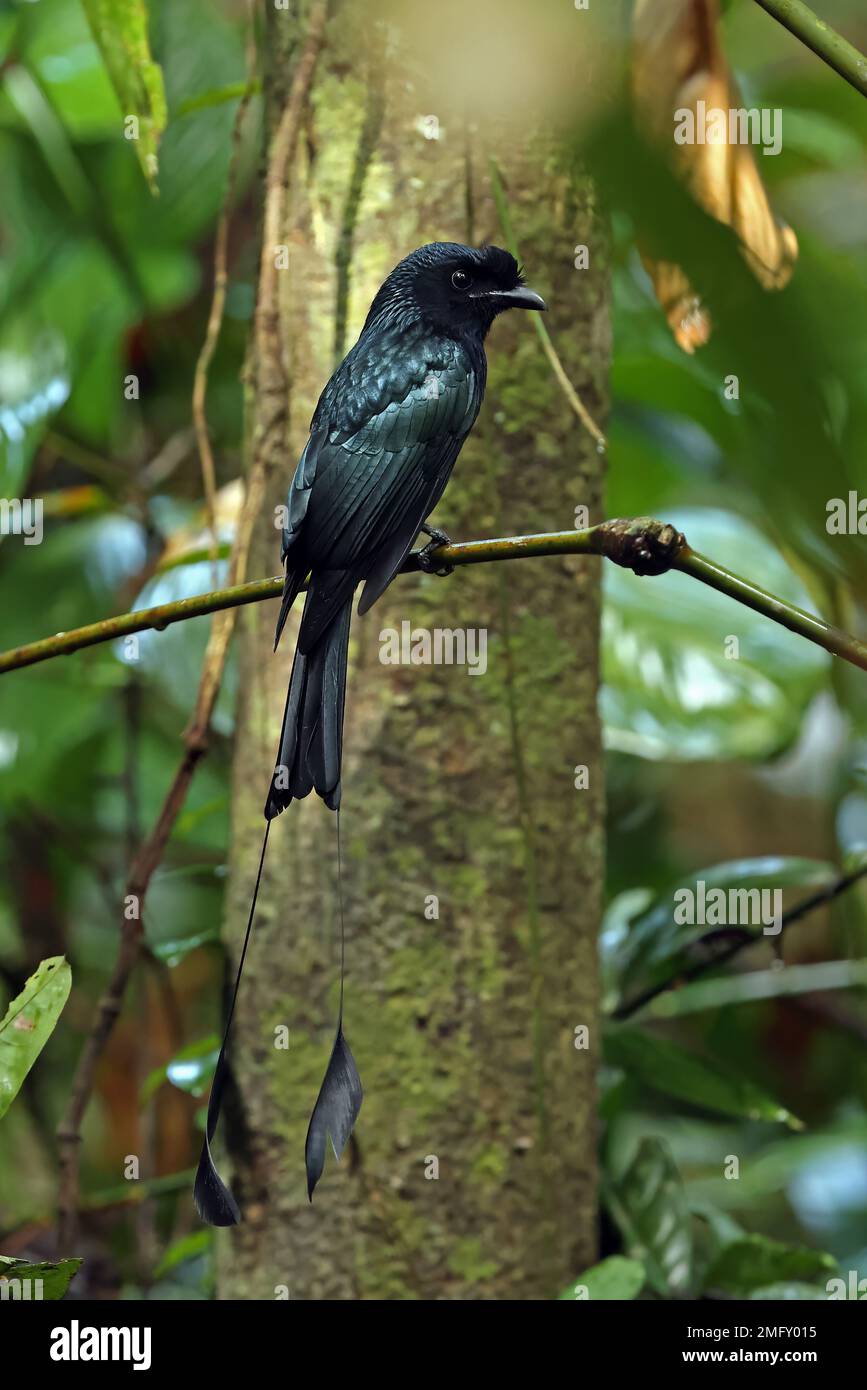Greater Racquet-tailed Drongo (Dicrurus paradiseus) adult perched on ...