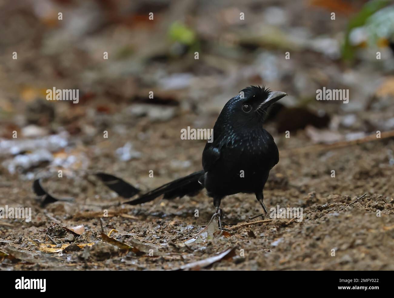 Greater Racquet-tailed Drongo (Dicrurus paradiseus) adult standing on ...