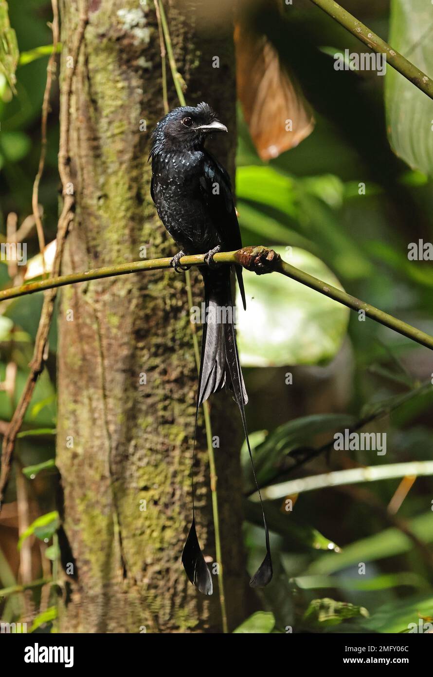 Greater Racquet-tailed Drongo (Dicrurus paradiseus) adult perched on ...