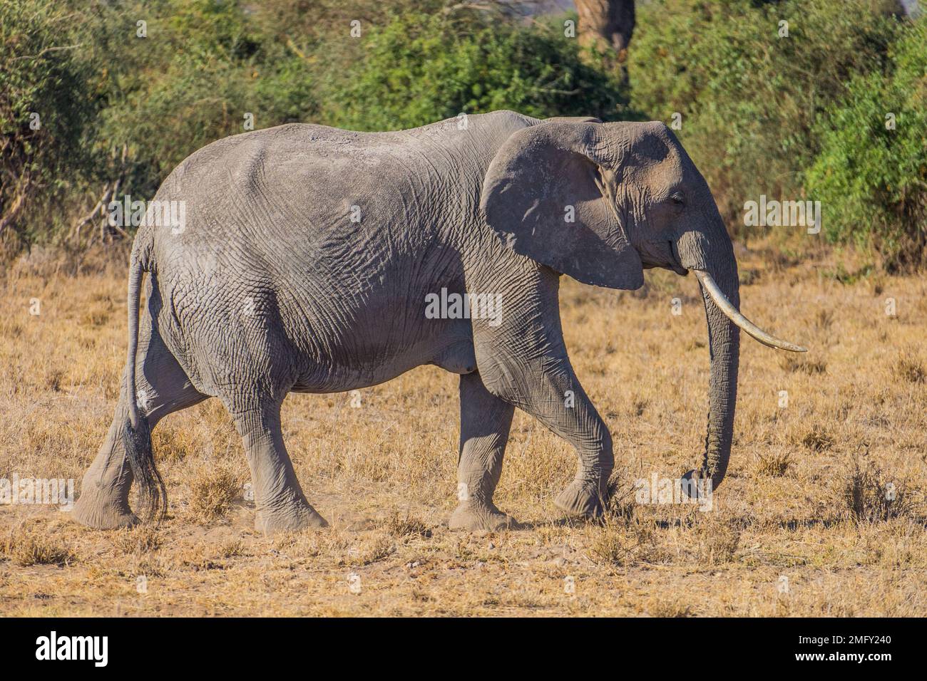 African elephants in the wild Stock Photo - Alamy