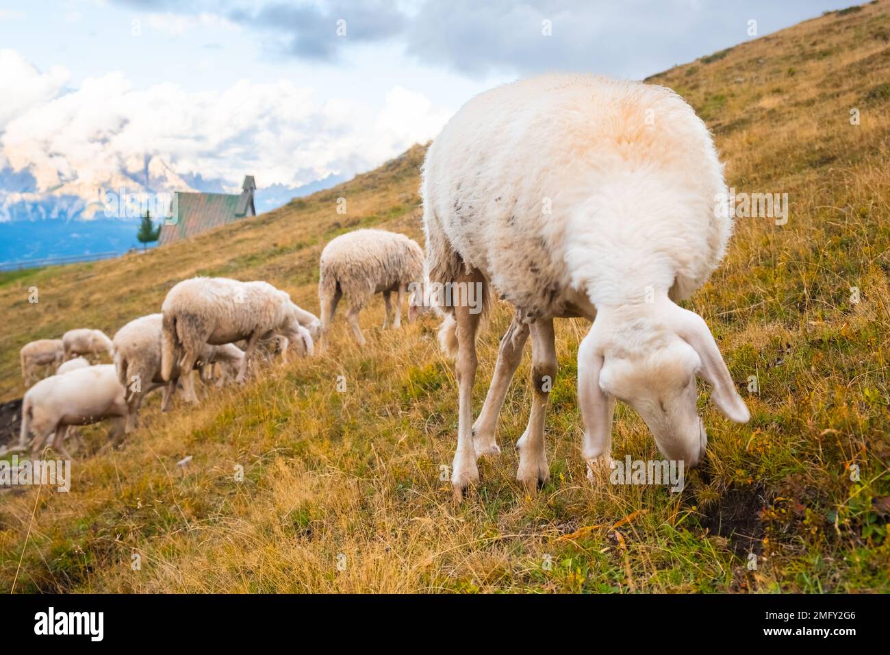 Flock of sheep on great slopes of huge mountains against village house ...