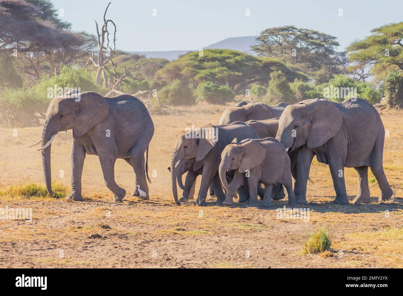 African elephants in the wild Stock Photo - Alamy