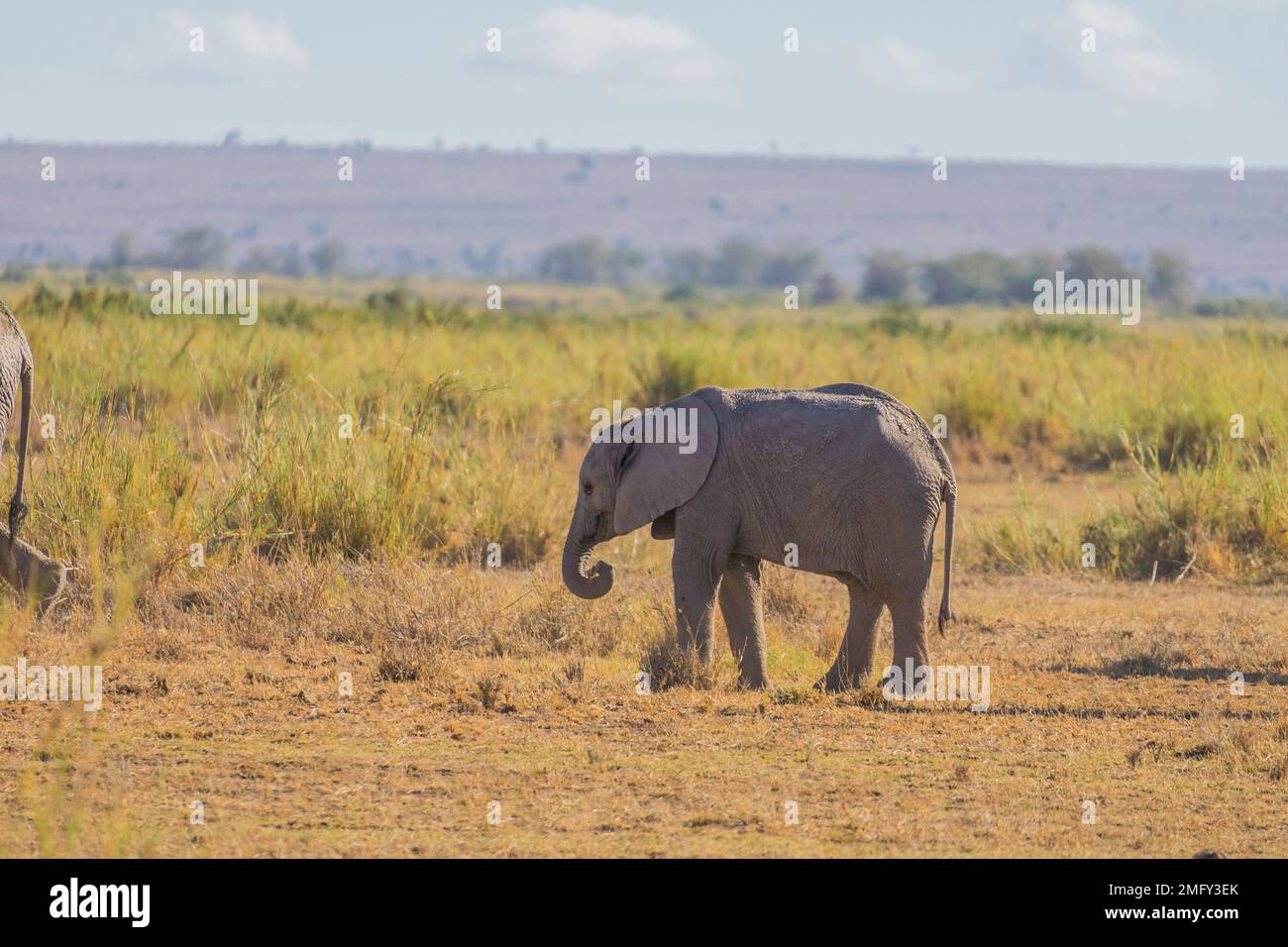 African elephants in the wild Stock Photo - Alamy