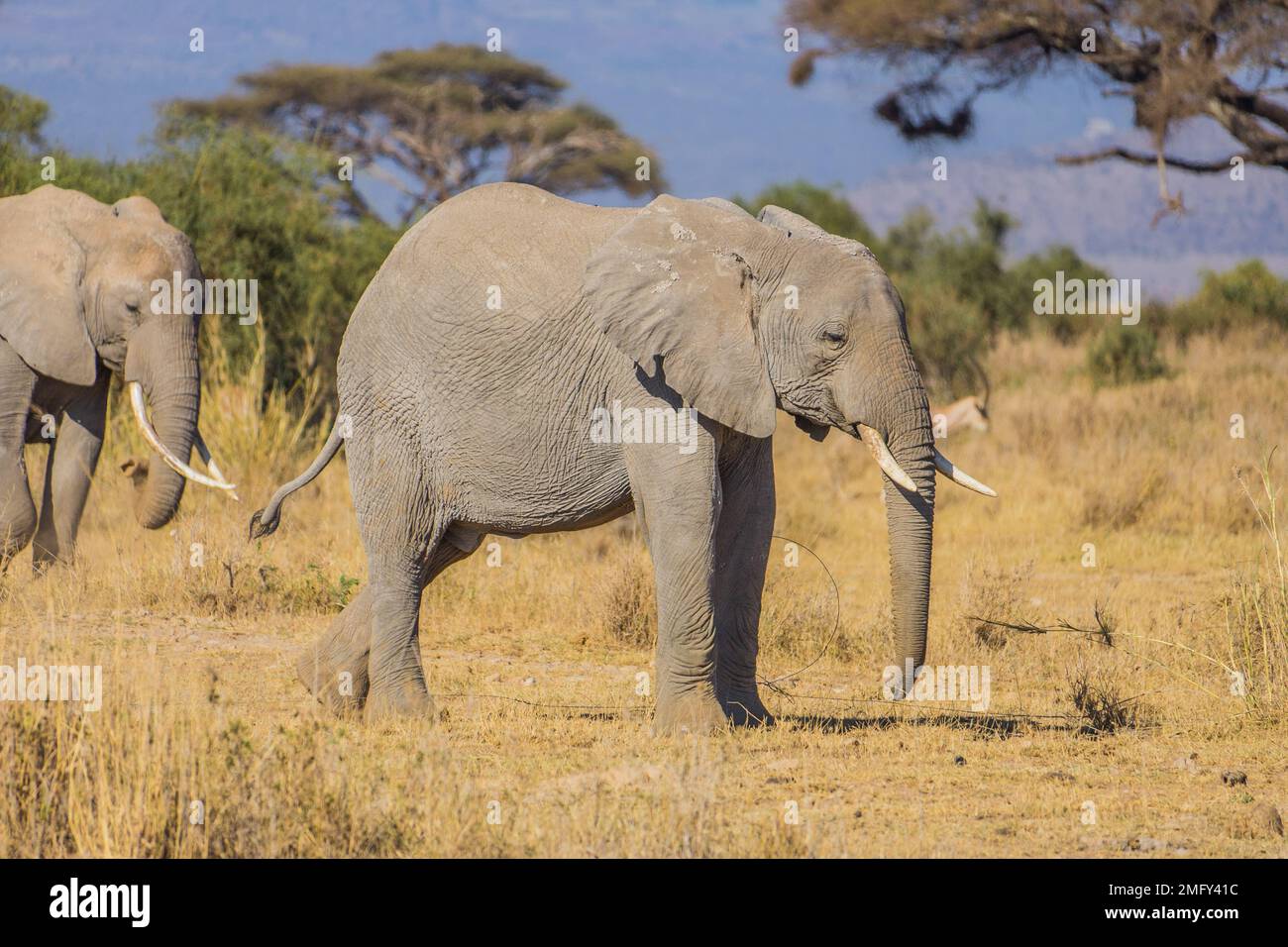 African elephants in the wild Stock Photo - Alamy