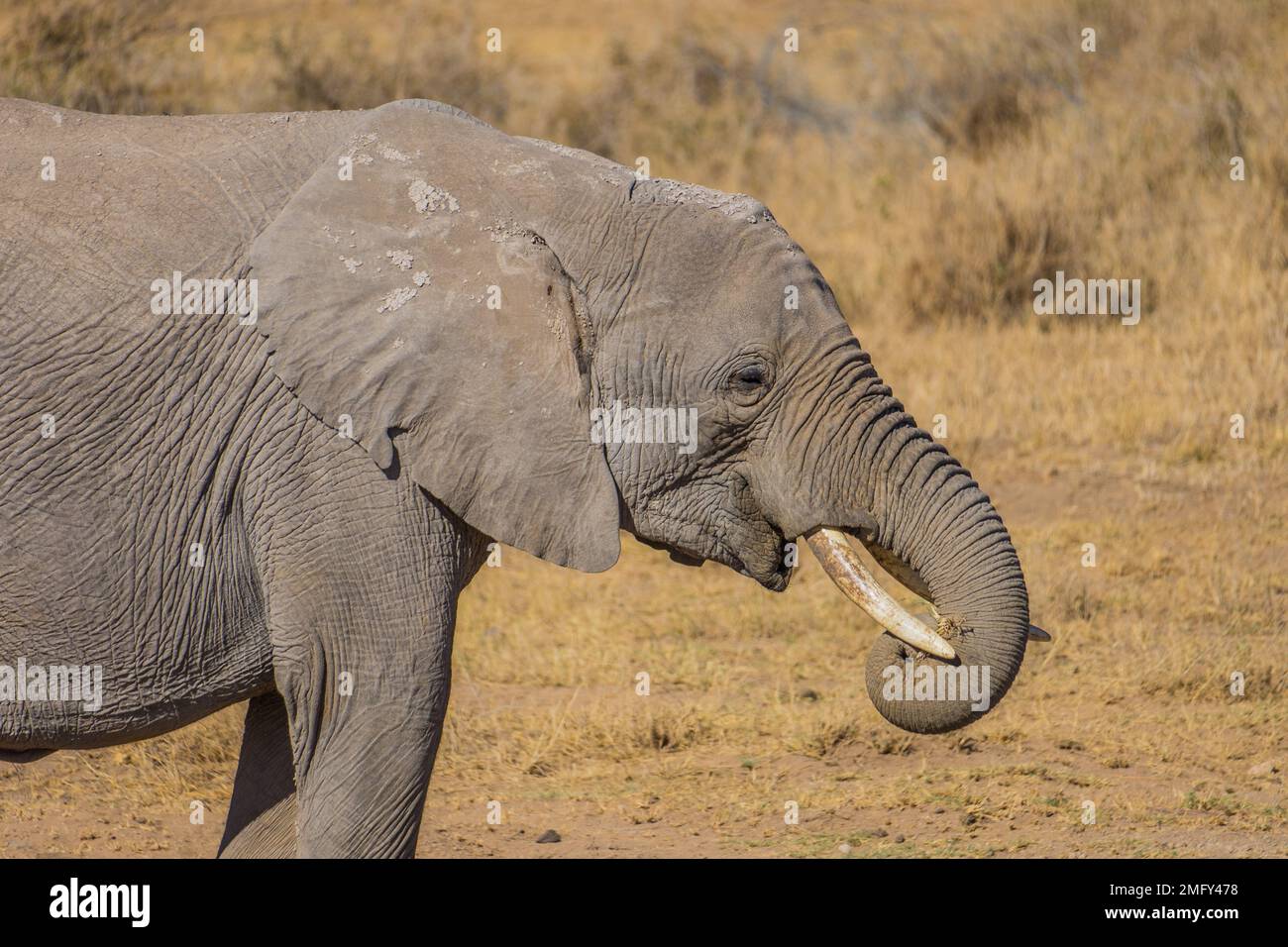 African elephants in the wild Stock Photo - Alamy