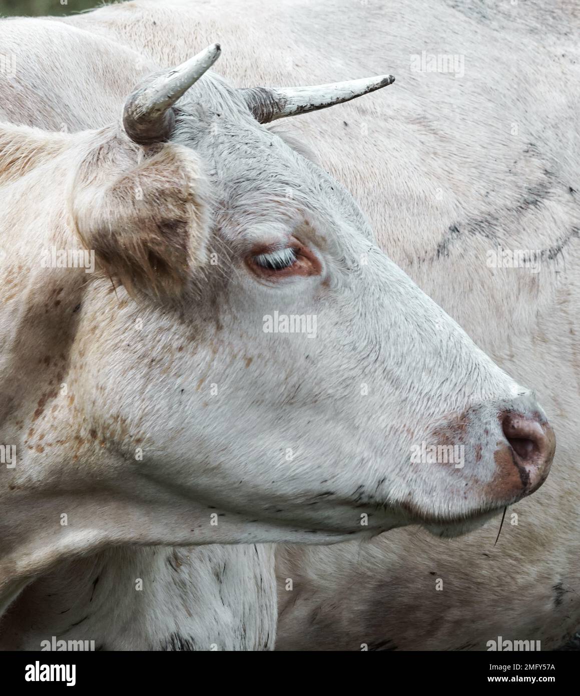 Close up of white cow looking away Stock Photo - Alamy
