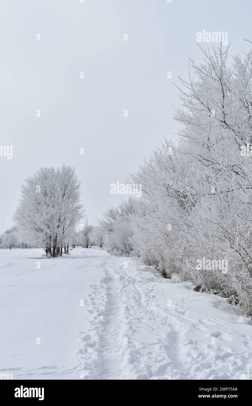after snow trees covered with snow in a winter morning day Stock Photo ...