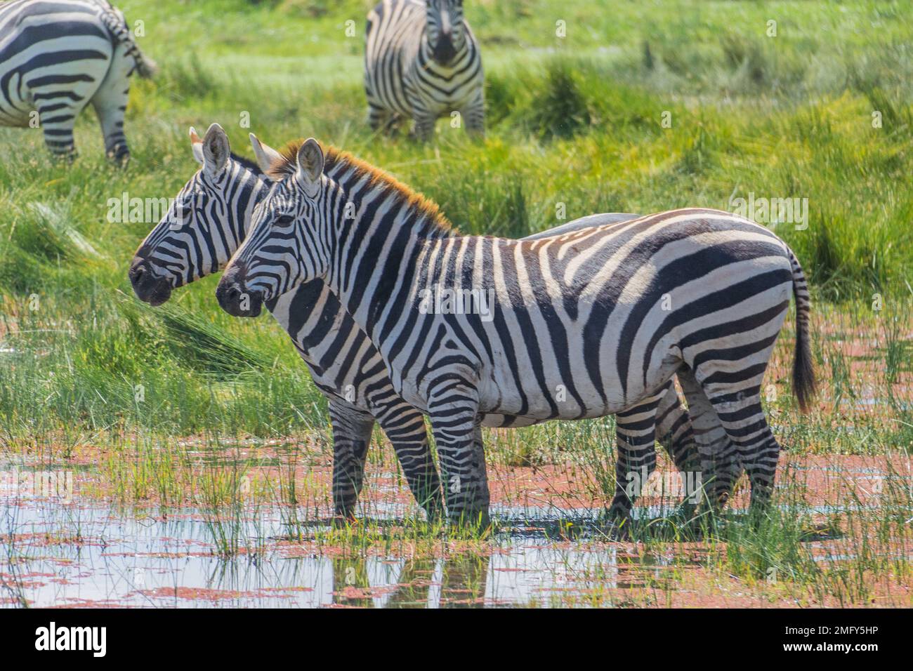 Zebras in the African Wild Stock Photo - Alamy