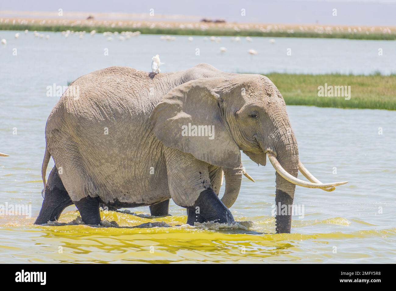 African elephants in the wild Stock Photo - Alamy