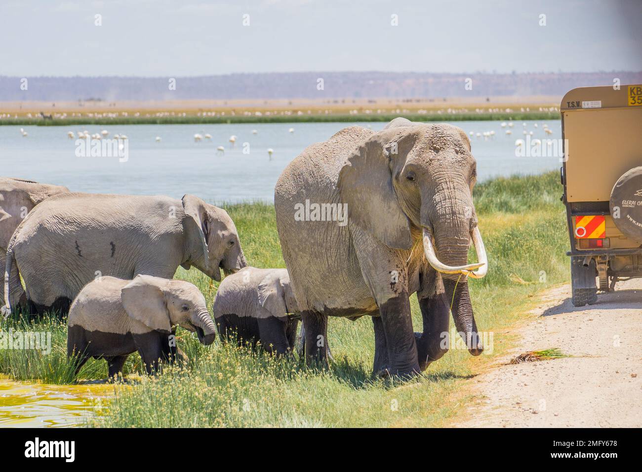 African elephants in the wild Stock Photo - Alamy