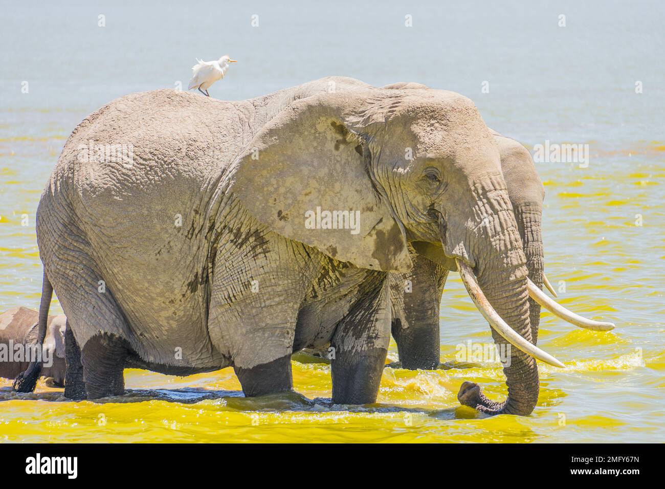 African elephants in the wild Stock Photo - Alamy
