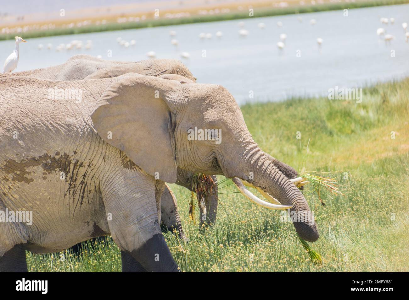 African elephants in the wild Stock Photo - Alamy
