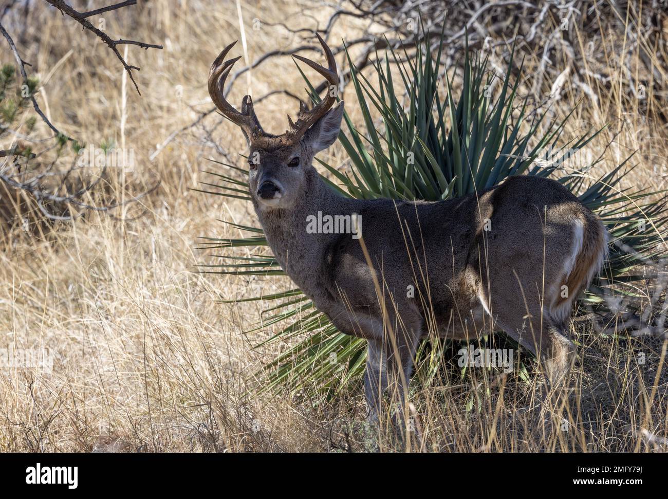 Couse Whitetail Deer Buck in the Chiricahua Mountains Arizona Stock ...