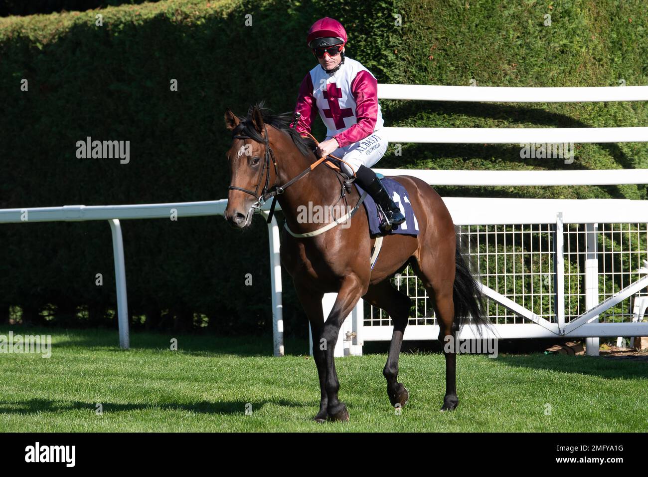 At the races app form study ebf novice stakes hi-res stock photography ...