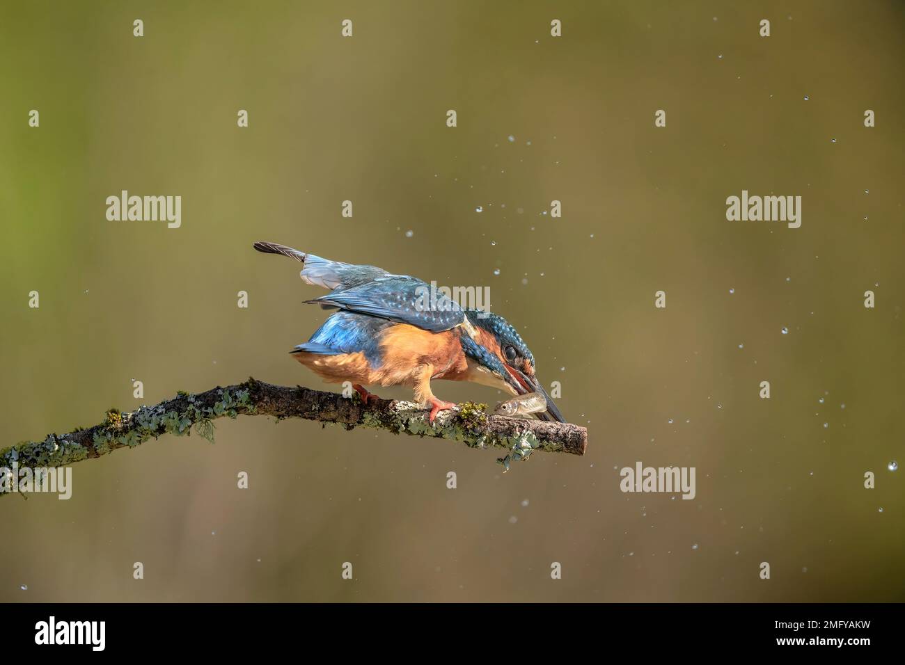 Kingfisher, alcedo atthis, male eating a fish, perched on a branch in ...