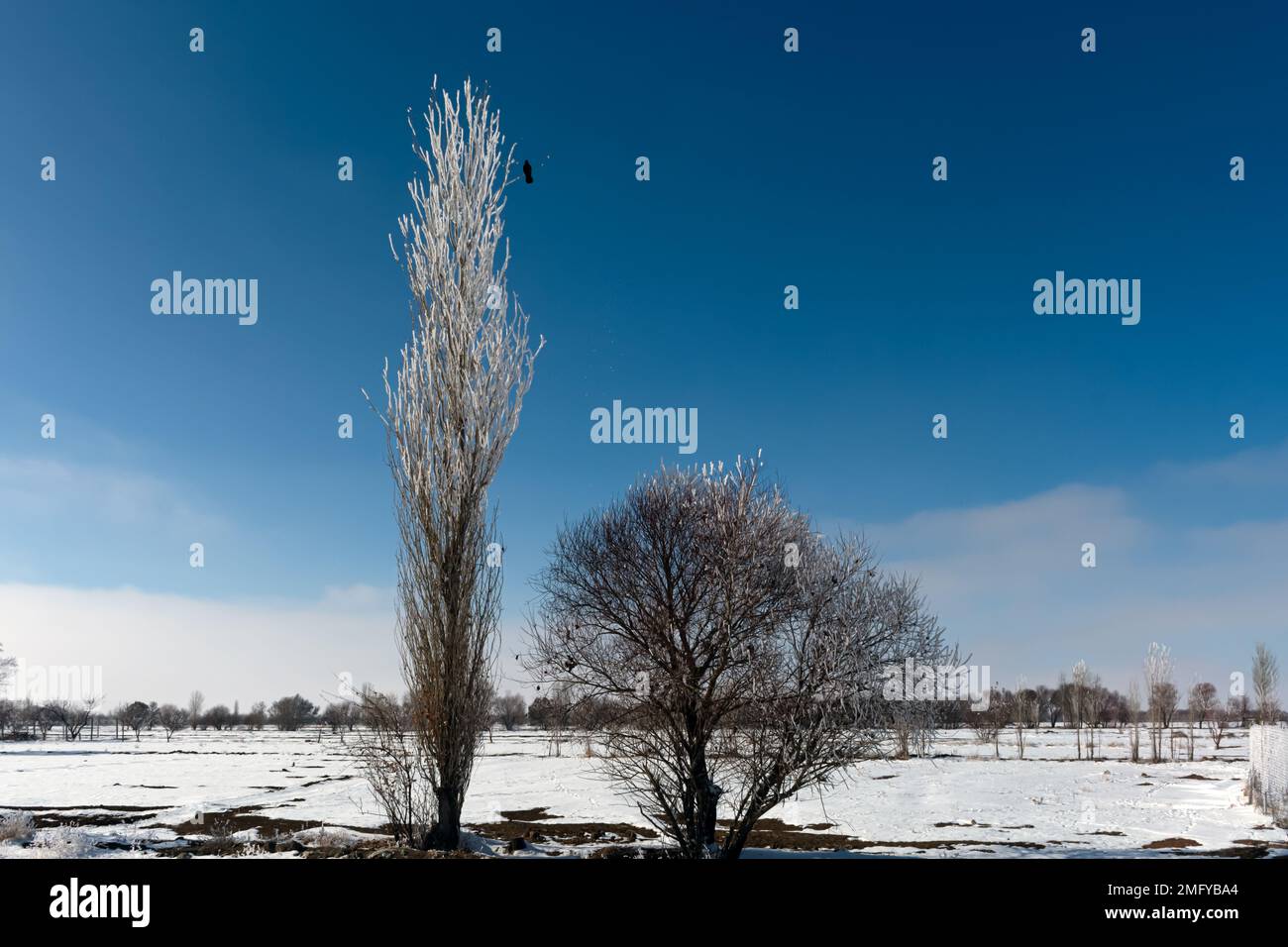 Rain tree crow hi-res stock photography and images - Alamy