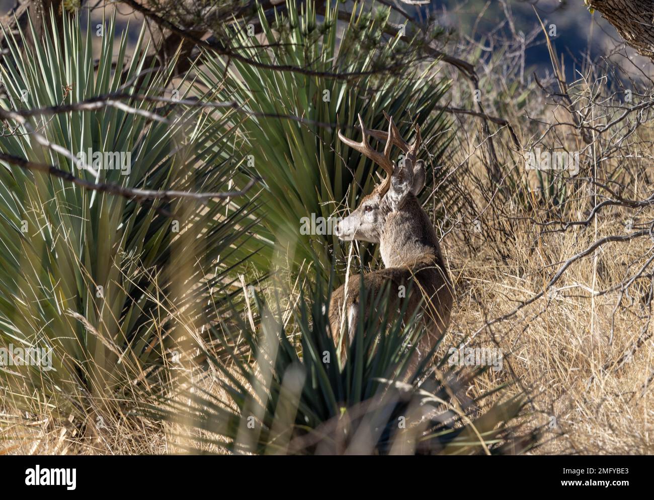 Couse Whitetail Deer Buck in the Chiricahua Mountains Arizona Stock ...