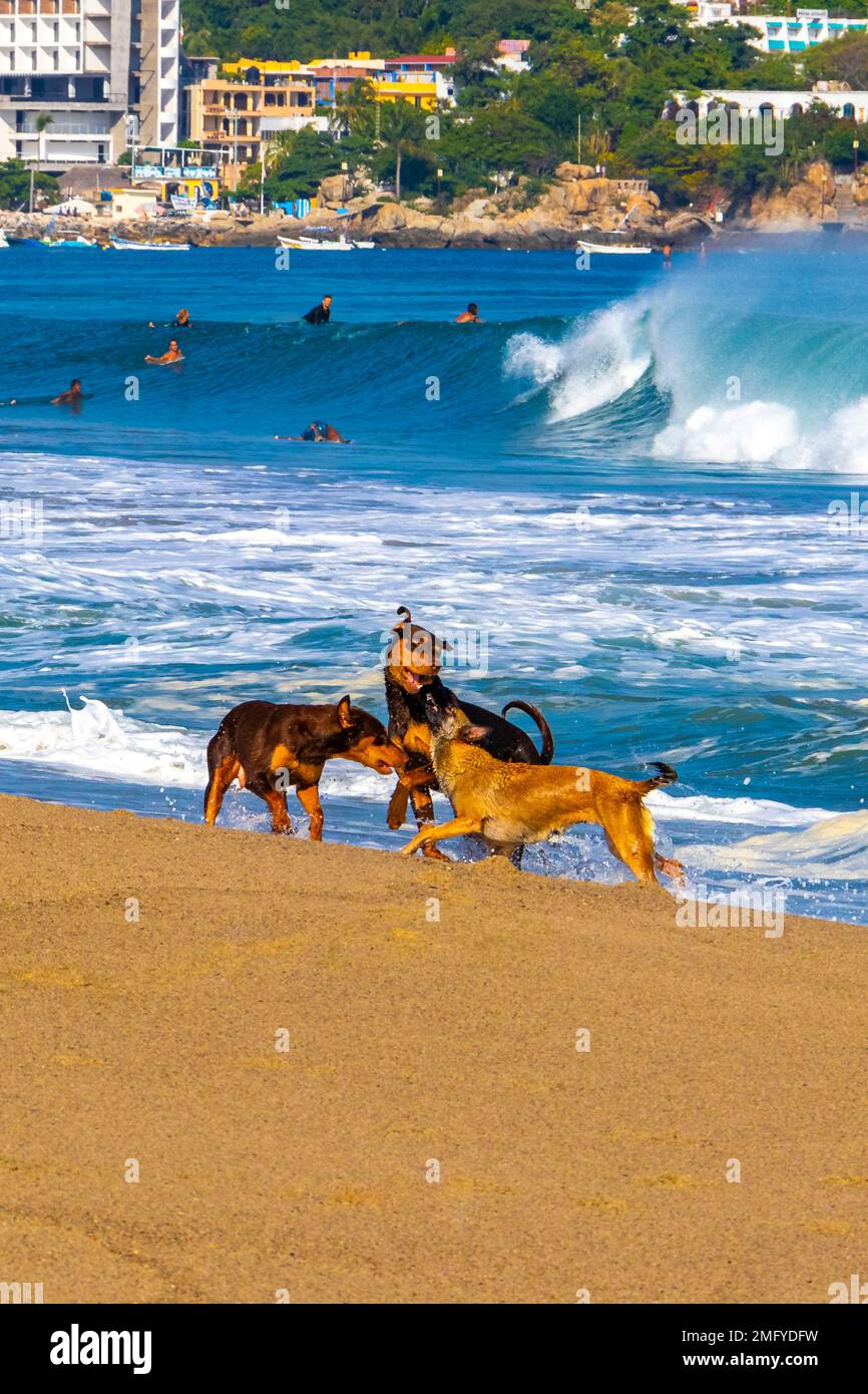 Black and brown playful dogs are playing in the water with the waves in ...