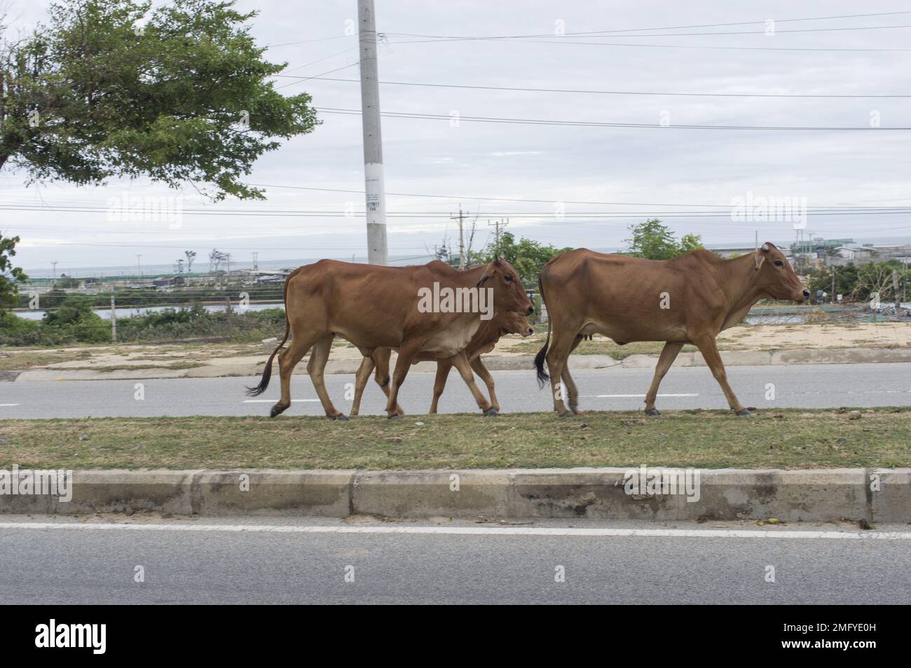 Vietnamese cattle industry hi-res stock photography and images - Alamy