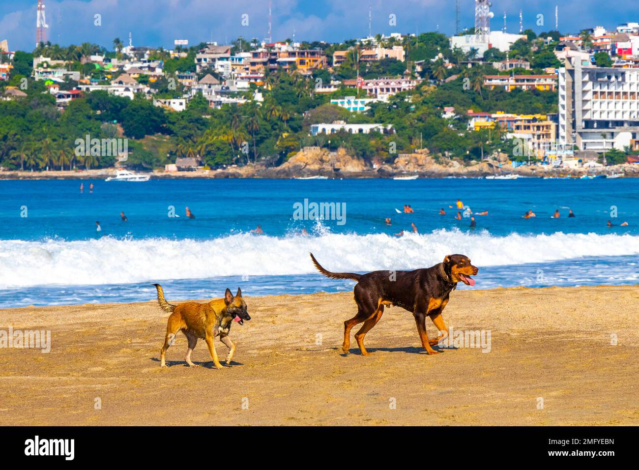 Black and brown playful dogs are playing in the water with the waves in ...