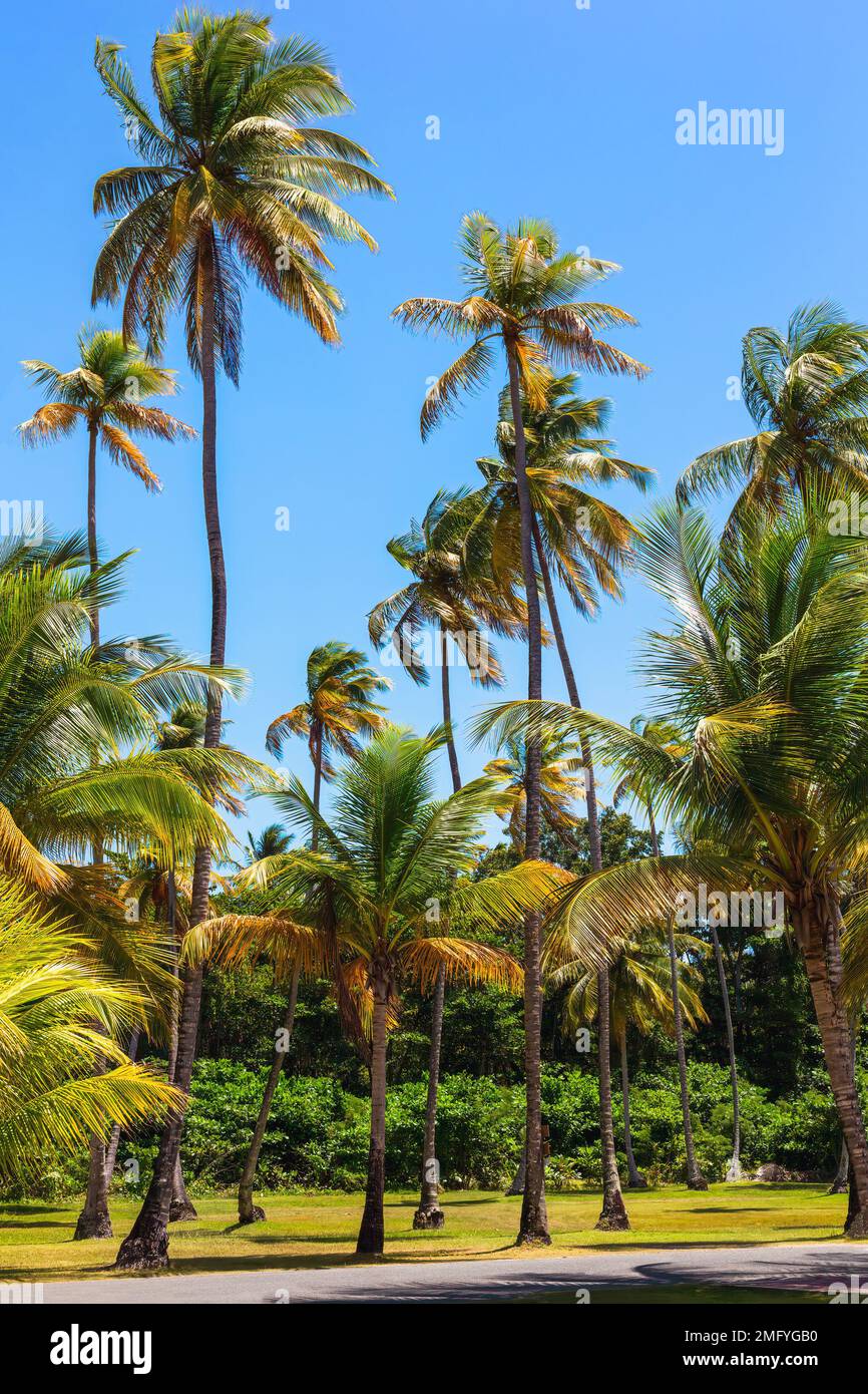 Coconut palm trees, beautiful tropical jungle background. Brite blue ...
