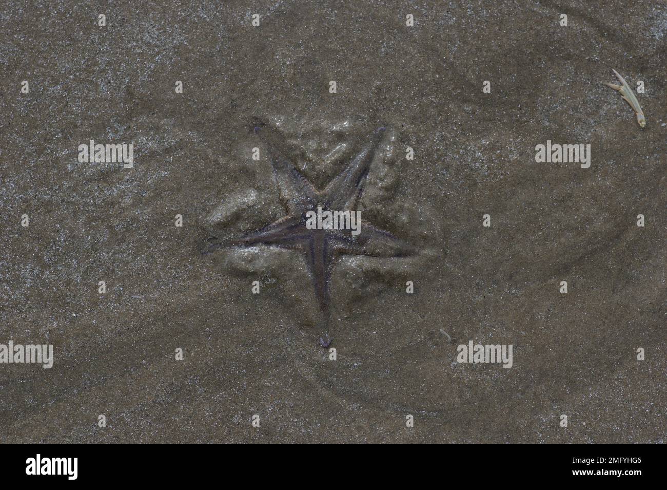 Death of a starfish hi-res stock photography and images - Alamy