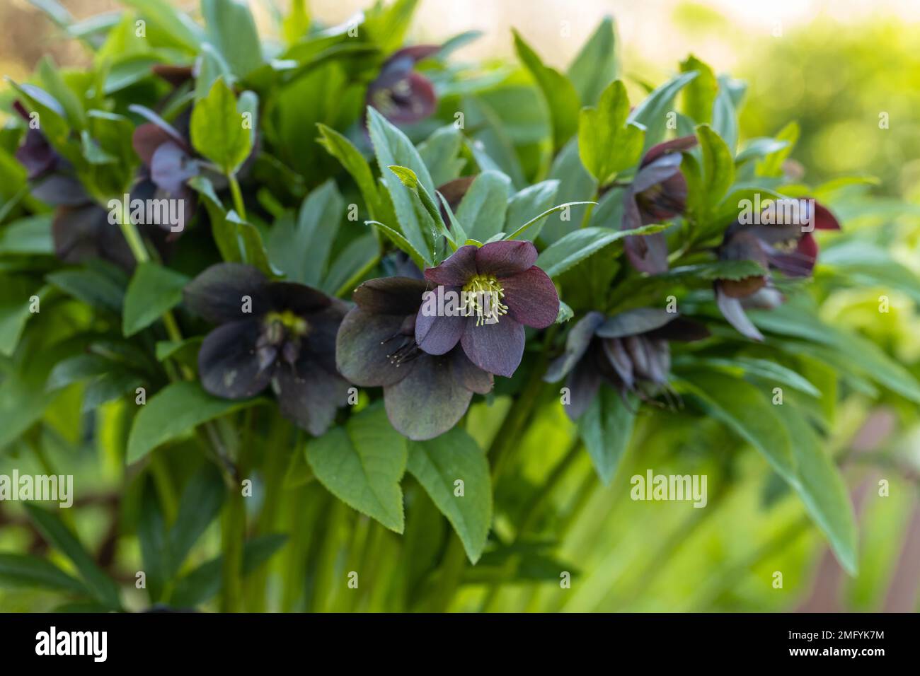 The common purple hellebore flowers. Hellebores purpurascens Stock ...