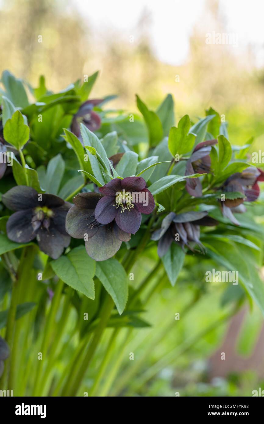 The common purple hellebore flowers. Hellebores purpurascens Stock ...