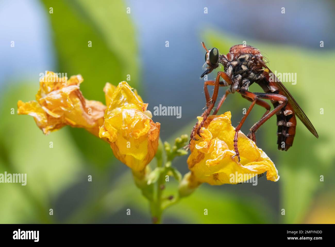 A robber fly (Saropogon hypomelas) perches on flowering esperanza at ...