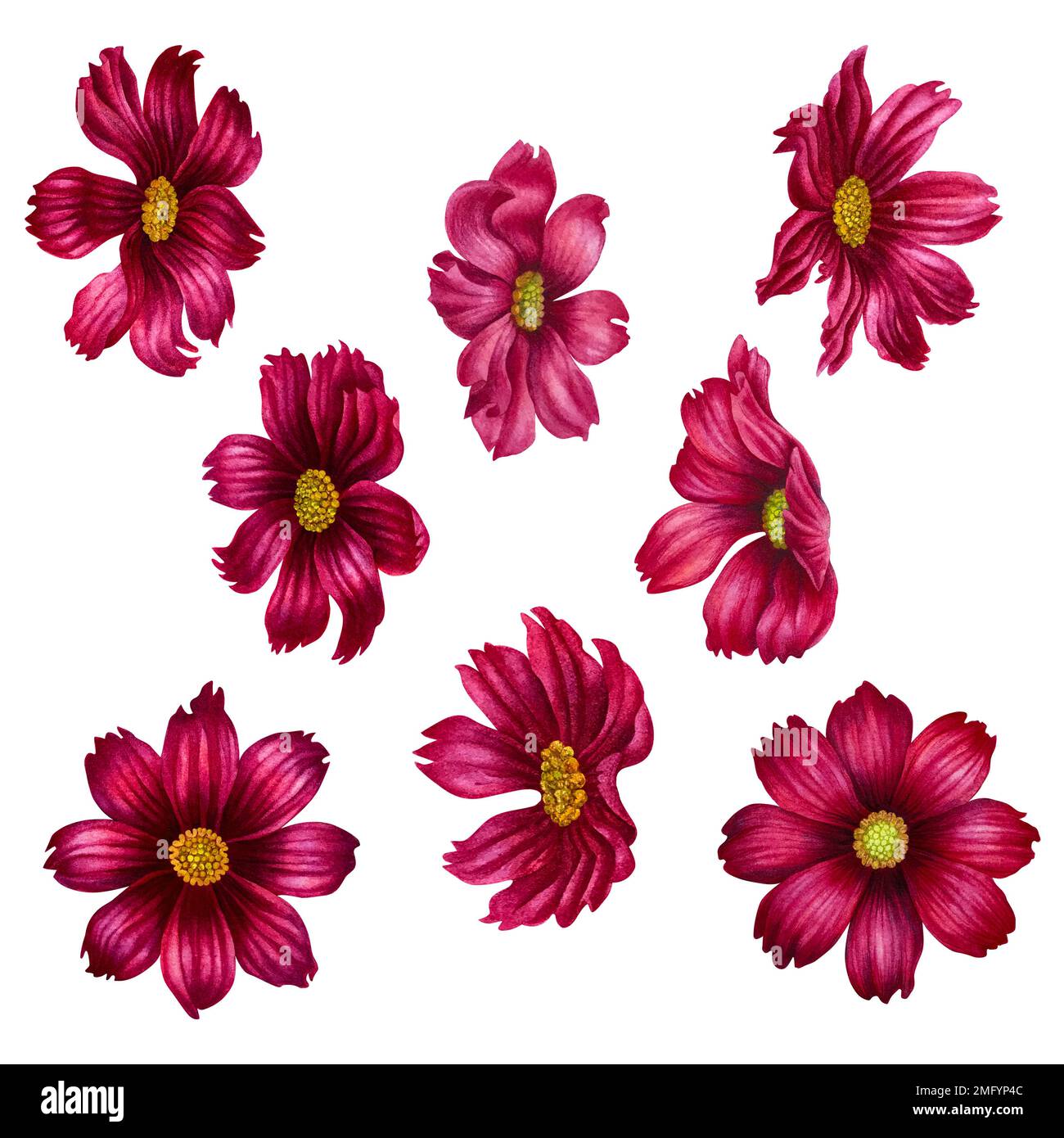 Watercolor hand drawn cosmea flower ball in trendy color viva magenta ...