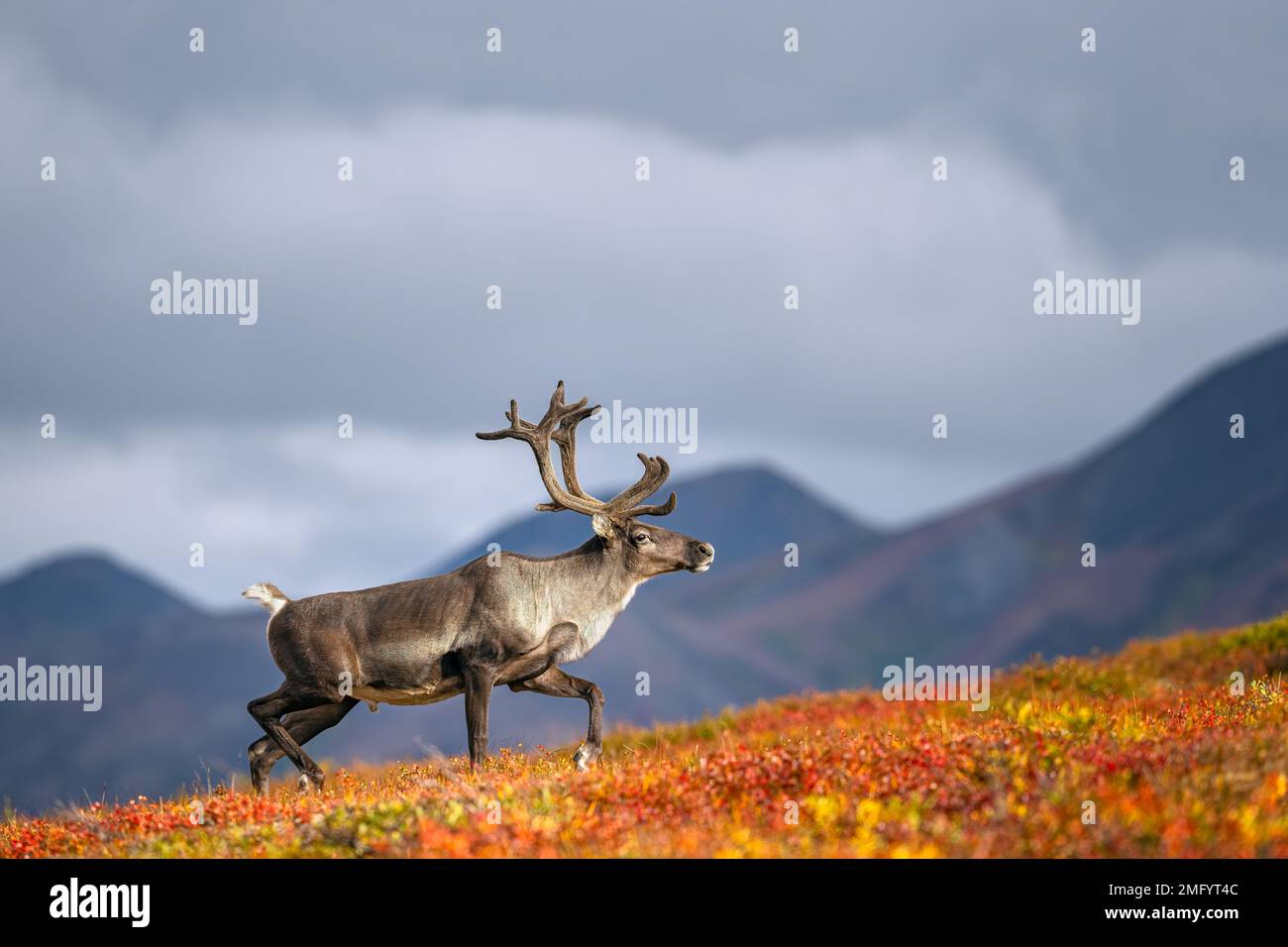 Bull Caribou in fall color Stock Photo - Alamy
